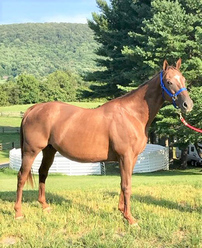 Broodmares - Blazinfire - Racing Quarter Horses For Sale