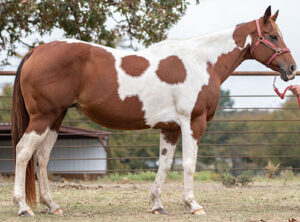 Racing Bred PAINTS - Blazinfire - Racing Quarter Horses For Sale