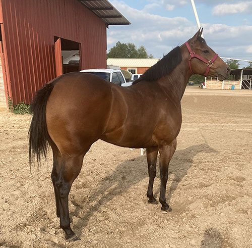 SHEZA FREIGHTTRAIN B - Blazinfire