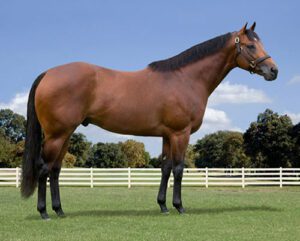 Stallion Seasons - Blazinfire - Racing Quarter Horses For Sale