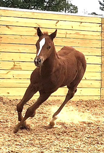 FLYING COWBOY 123 - Blazinfire