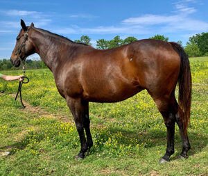 Thoroughbreds - Blazinfire - Racing Quarter Horses For Sale