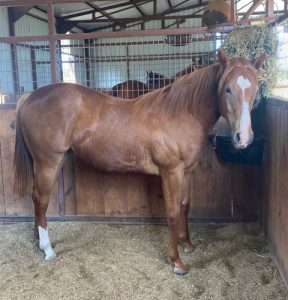 Racing Age - Blazinfire - Racing Quarter Horses For Sale