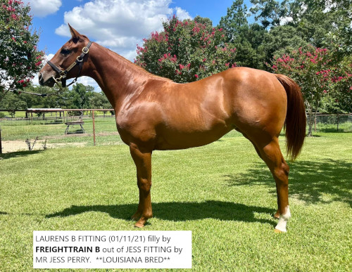 Yearlings - Blazinfire - Racing Quarter Horses For Sale