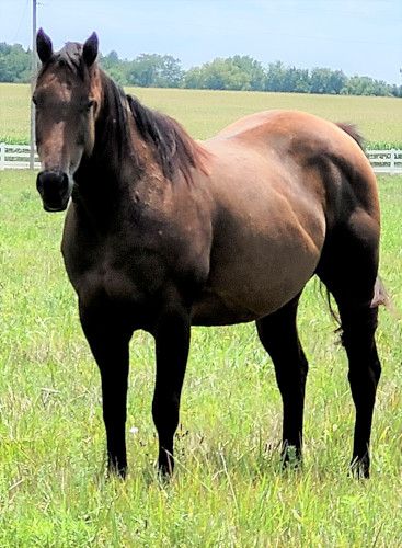 ASHLYNNS DISCO HERO - Blazinfire