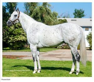 Stallion Seasons - Blazinfire - Racing Quarter Horses For Sale