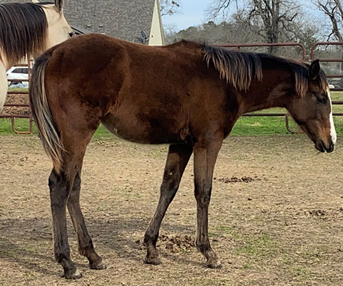 Yearlings - Blazinfire - Racing Quarter Horses For Sale
