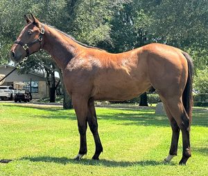 Yearlings - Blazinfire - Racing Quarter Horses For Sale