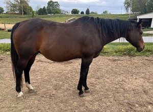 Broodmares - Blazinfire - Racing Quarter Horses For Sale