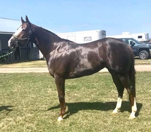 Broodmares - Blazinfire - Racing Quarter Horses For Sale