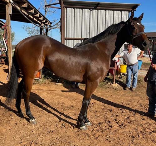 FROSTY FAST MAN - Blazinfire