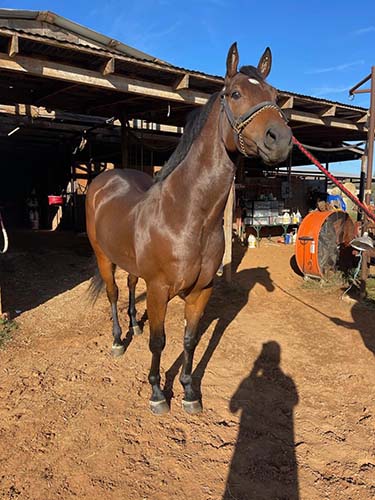 FROSTY FAST MAN - Blazinfire