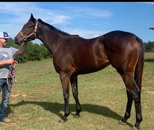 Thoroughbreds - Blazinfire - Racing Quarter Horses For Sale