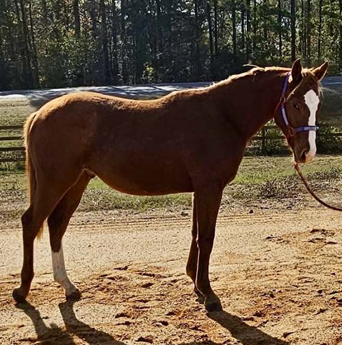 Yearlings - Blazinfire - Racing Quarter Horses For Sale