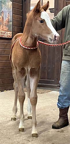 2024 AQHA Filly (01/09/24) by 2x Champion EC JET ONE - Blazinfire