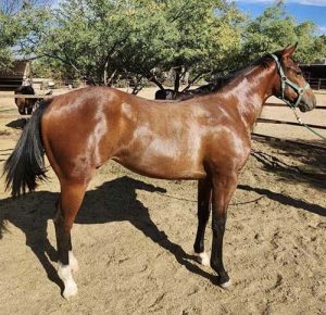 Yearlings - Blazinfire - Racing Quarter Horses For Sale