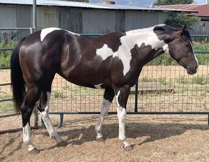 Racing Bred PAINTS - Blazinfire - Racing Quarter Horses For Sale