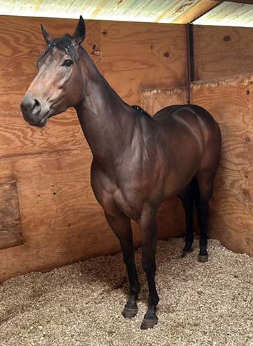 CHANEL GYPSY - Blazinfire