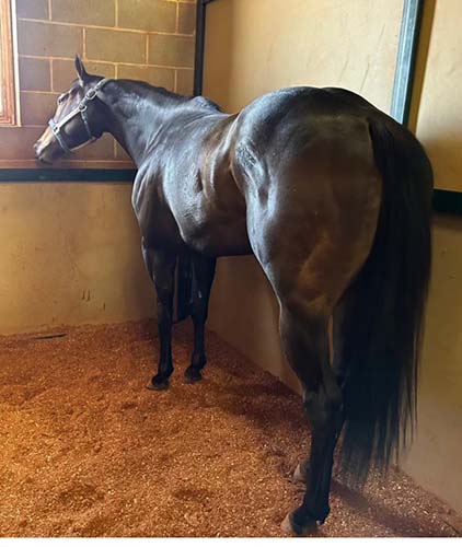 CHANEL GYPSY - Blazinfire