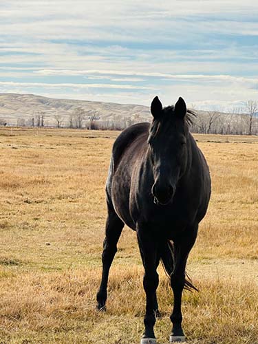 KATE KELLY - Blazinfire