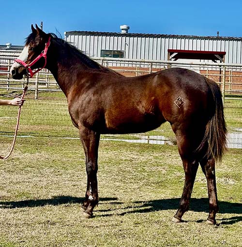 Yearlings - Blazinfire - Racing Quarter Horses For Sale