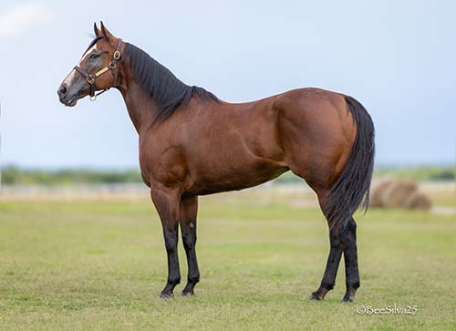 ONE DASHING LADY - Blazinfire