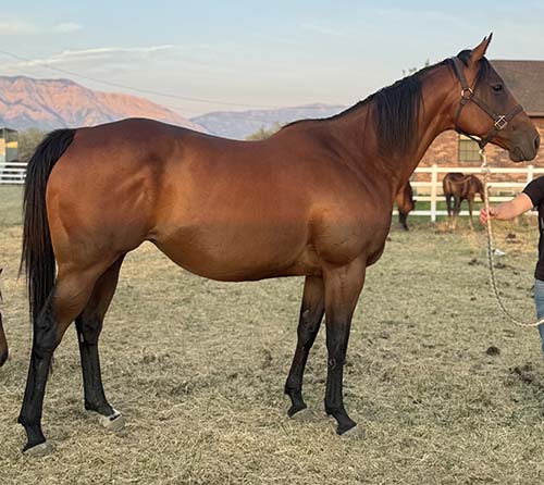 IGOTTA GO GOTTA GO - Blazinfire